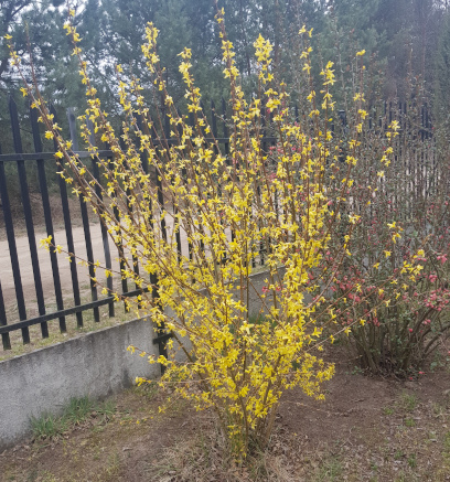 Forsycja (Forsythiana) – Blog Ciekawostek